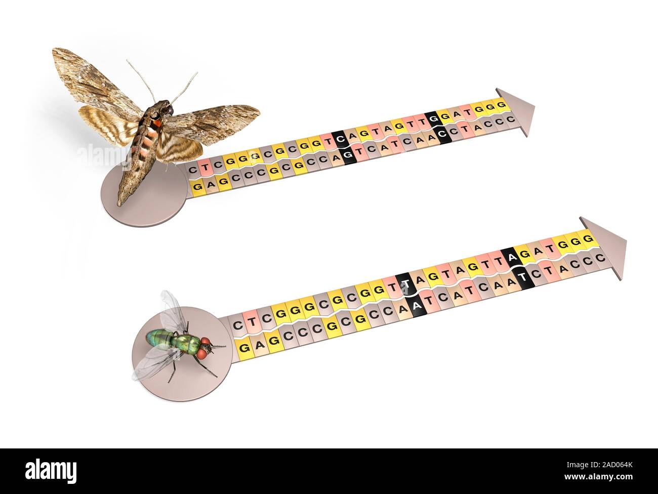 Fly and moth genetic code. Computer illustration showing the genetic ...