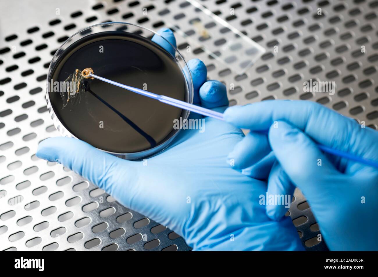 Faecal sample analysis. Lab technician swabbing a growth medium in a ...