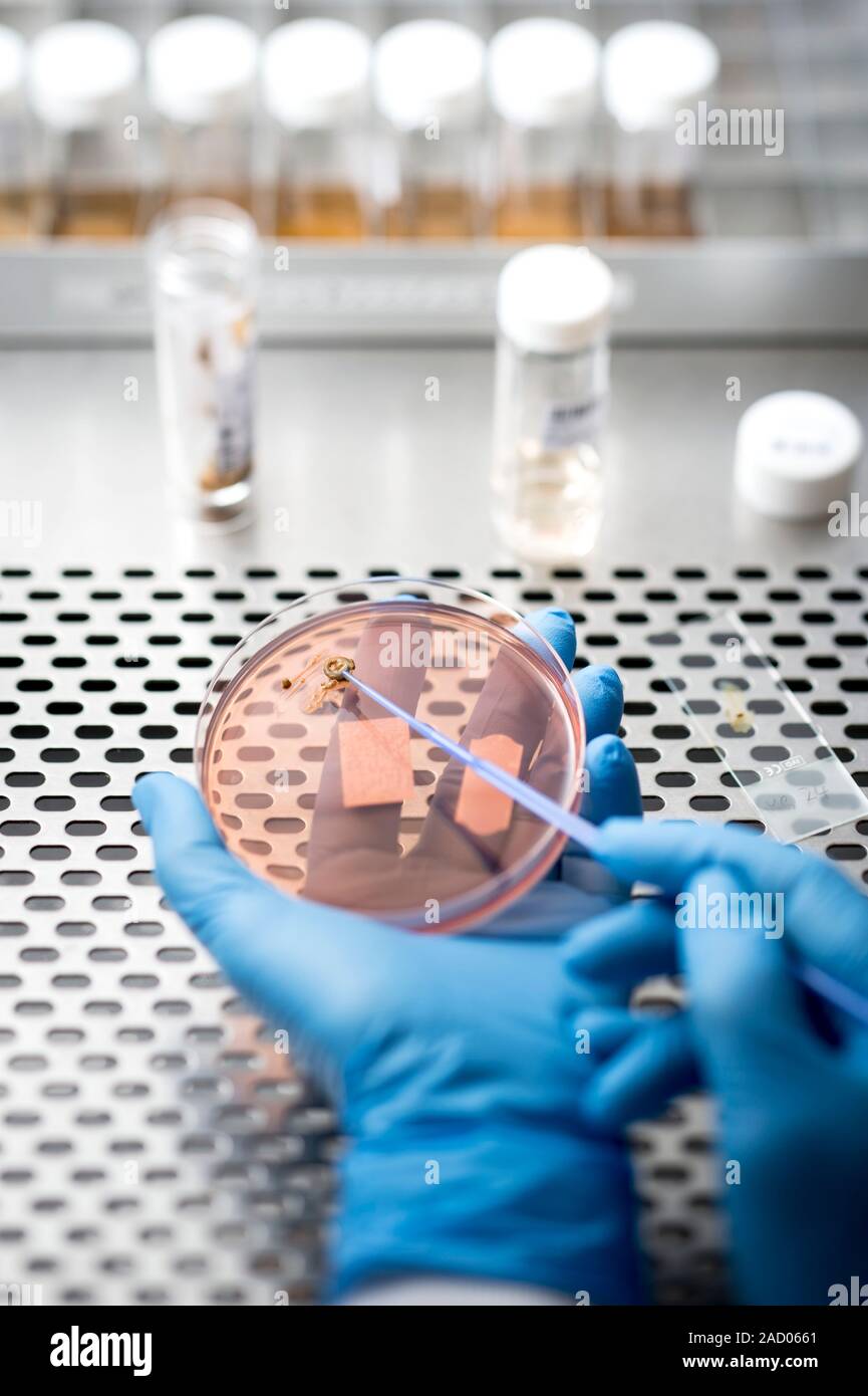 Faecal sample analysis. Lab technician swabbing a growth medium in a ...