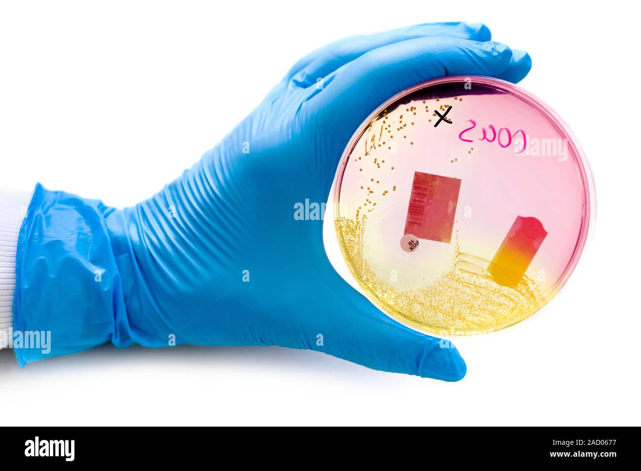 Cultured bacteria tested for MRSA. Bacterial culture growing on ...