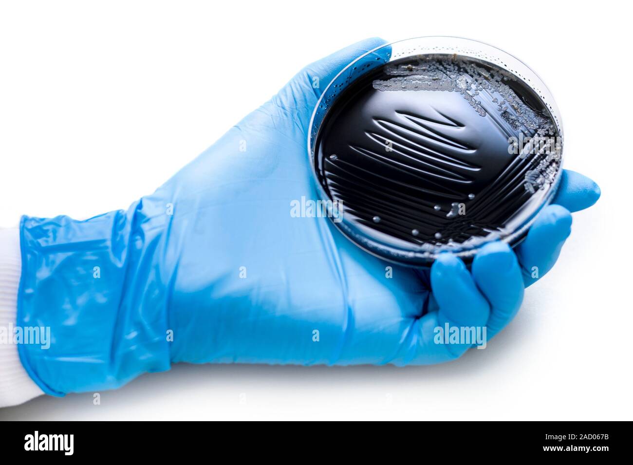 Cultured bacteria. Bacteria growing on agar gel in a Petri dish Stock ...