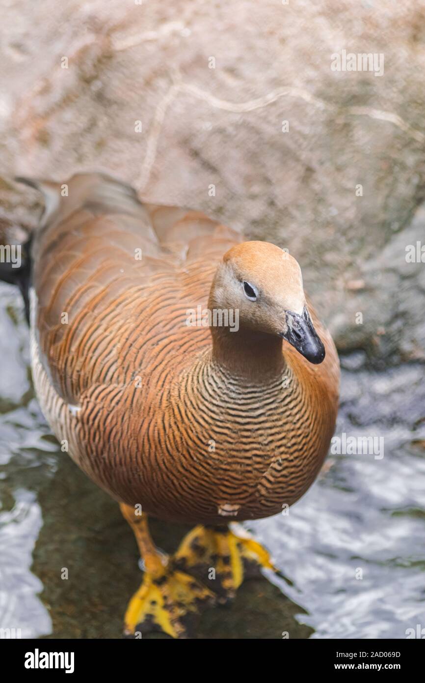 Ruddy headed geese hi-res stock photography and images - Alamy