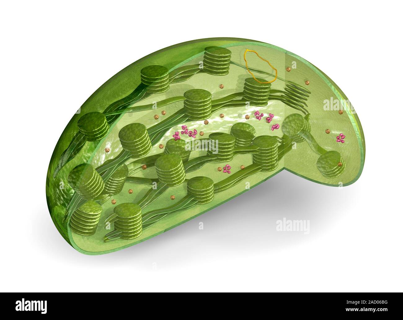 Chloroplast Cutaway Computer Illustration Showing The Internal