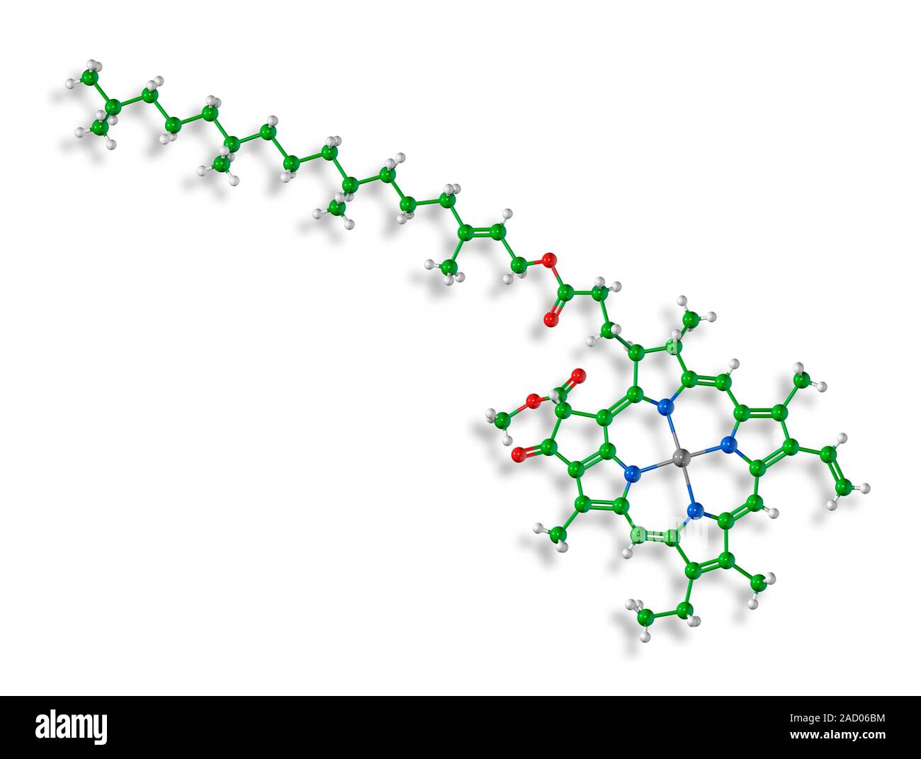 Chlorophyll A molecule. Computer illustration showing a molecule of the ...