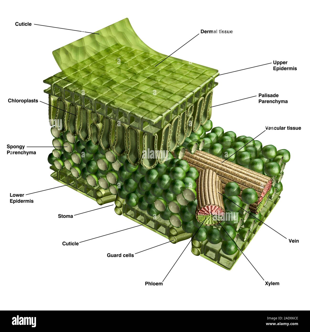 Plant leaf structure. Cutaway computer illustration showing the ...