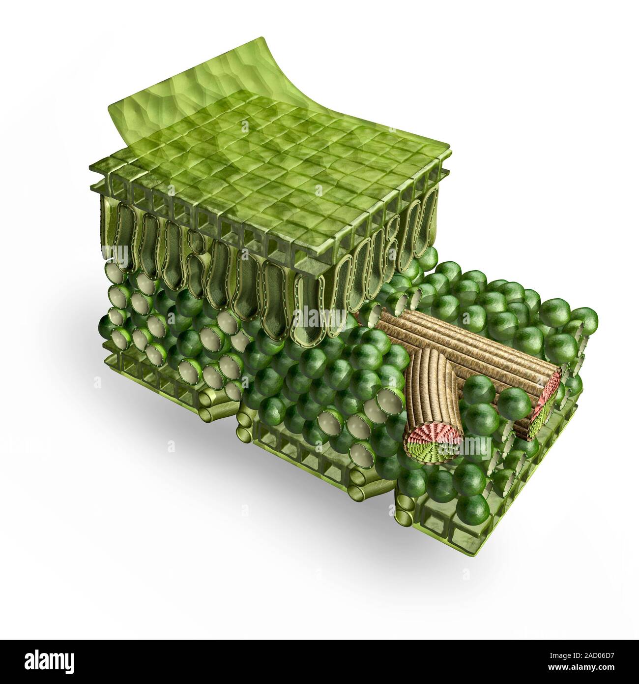 Plant leaf structure. Cutaway computer illustration showing the ...