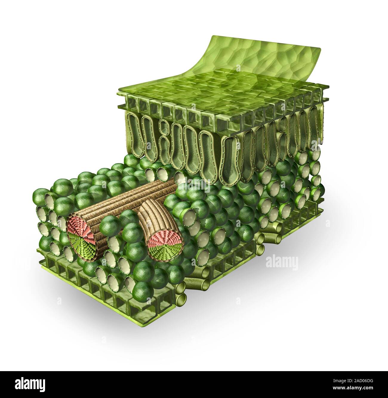 Plant Leaf Structure Cutaway Computer Illustration Showing The