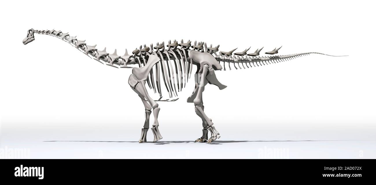Ampelosaurus skeleton. Panoramic computer illustration of the skeleton ...