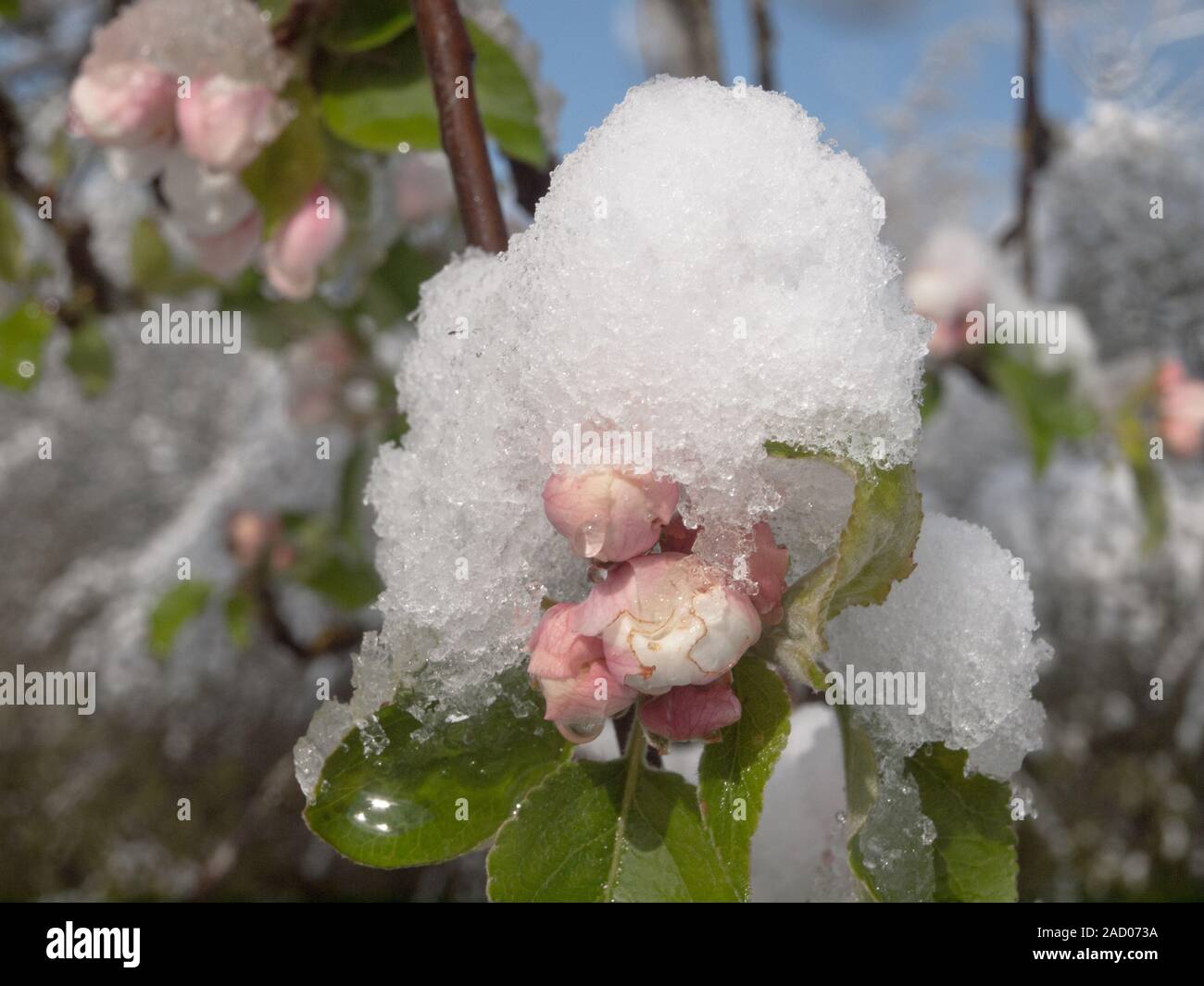 Snap apple hi-res stock photography and images - Alamy