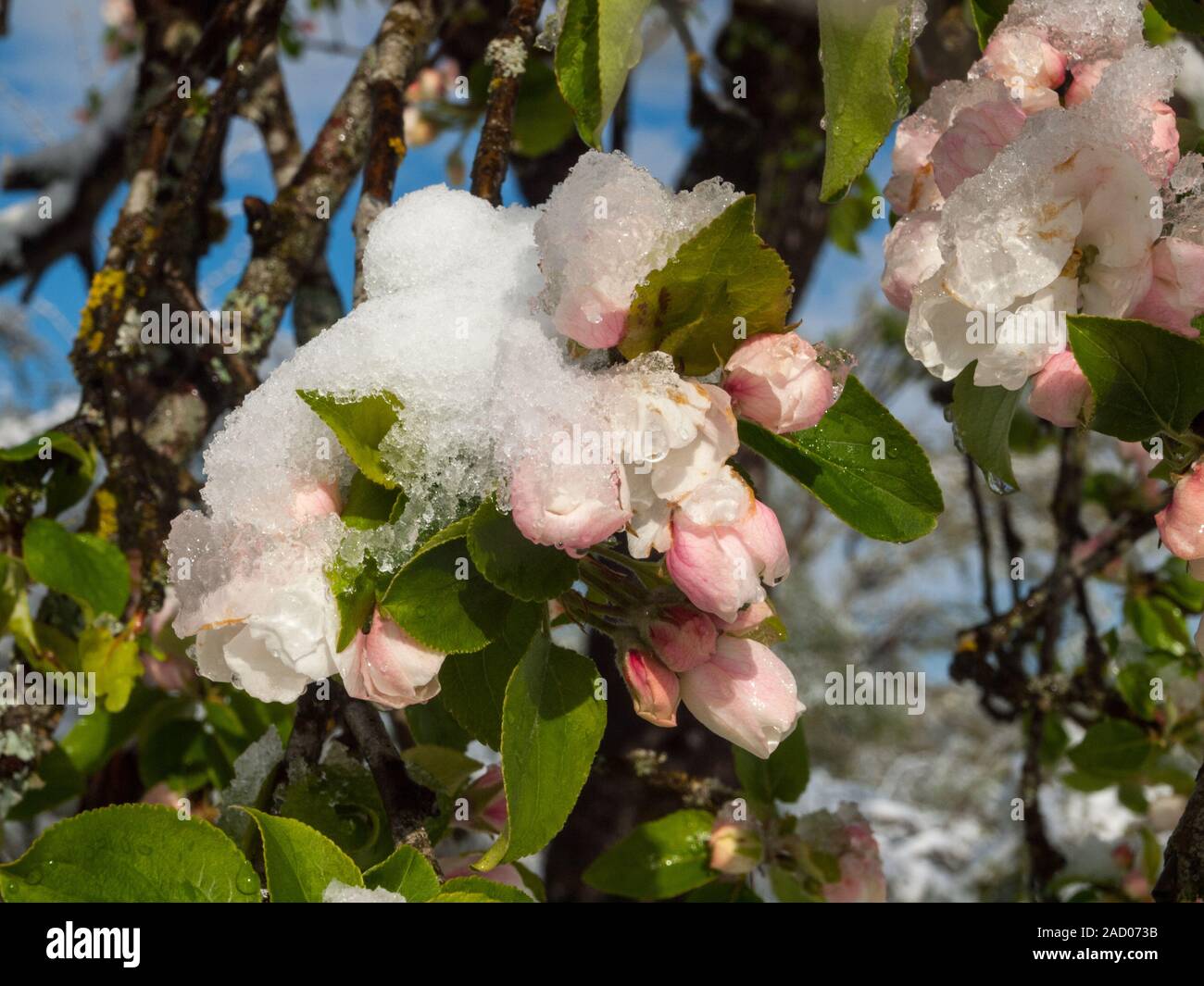 Snap apple hi-res stock photography and images - Alamy