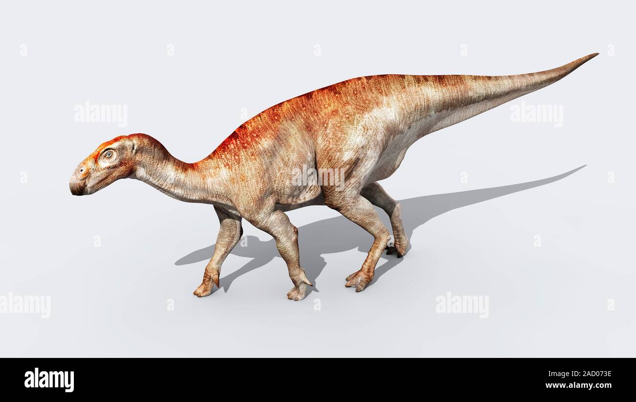 Mantellisaurus dinosaur. Computer illustration of a Mantellisaurus sp ...