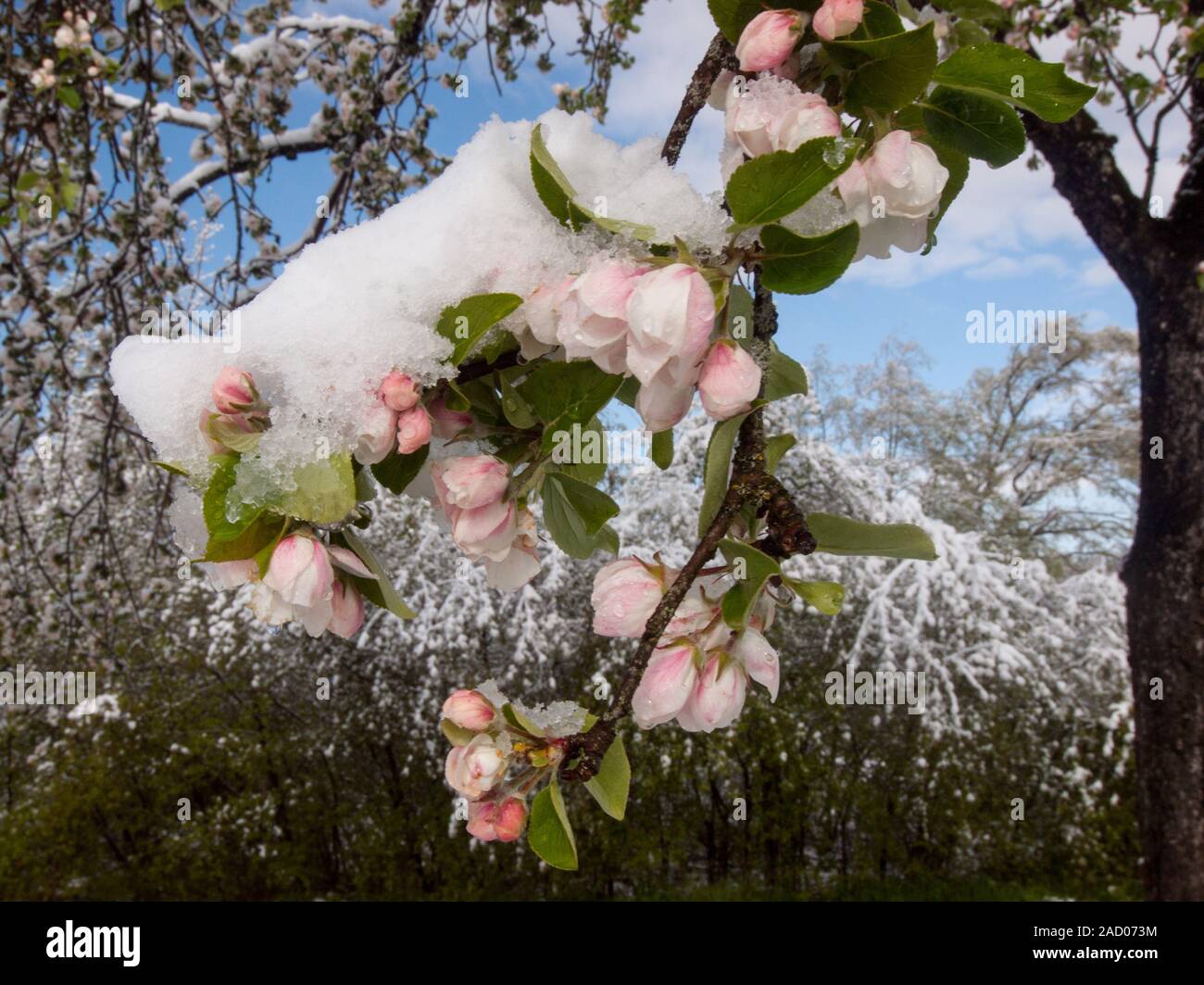 Snap apple hi-res stock photography and images - Alamy