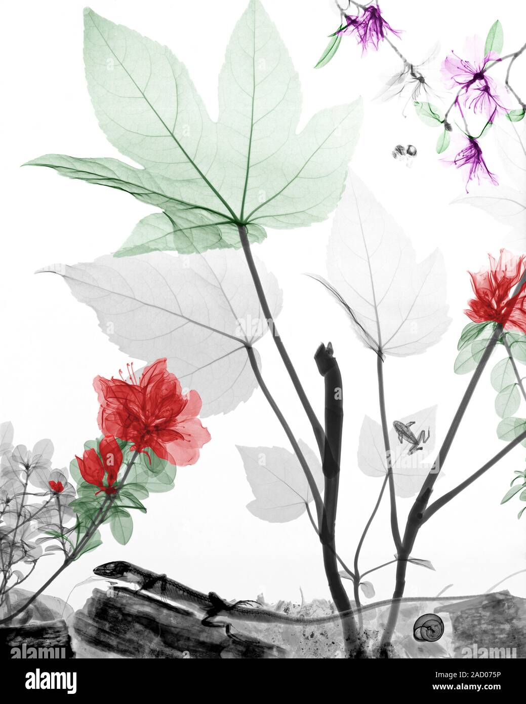 Not for print or poster uses Coloured X-ray of a lizard amongst azalea ...