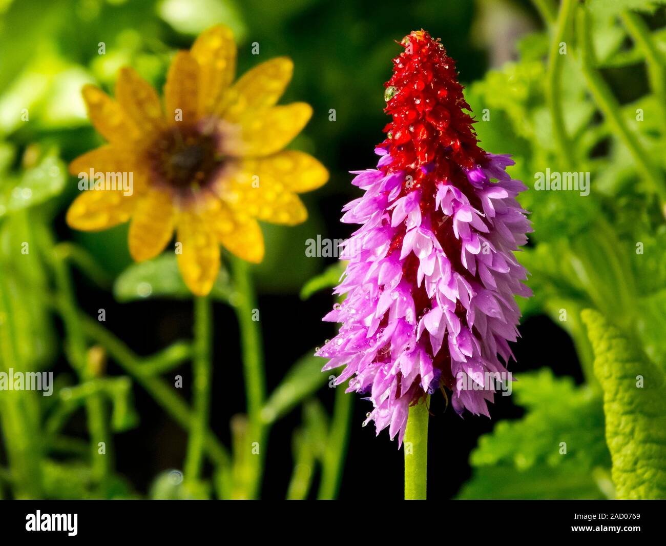Orchid primrose (Primula vialii) flower spike Stock Photo - Alamy