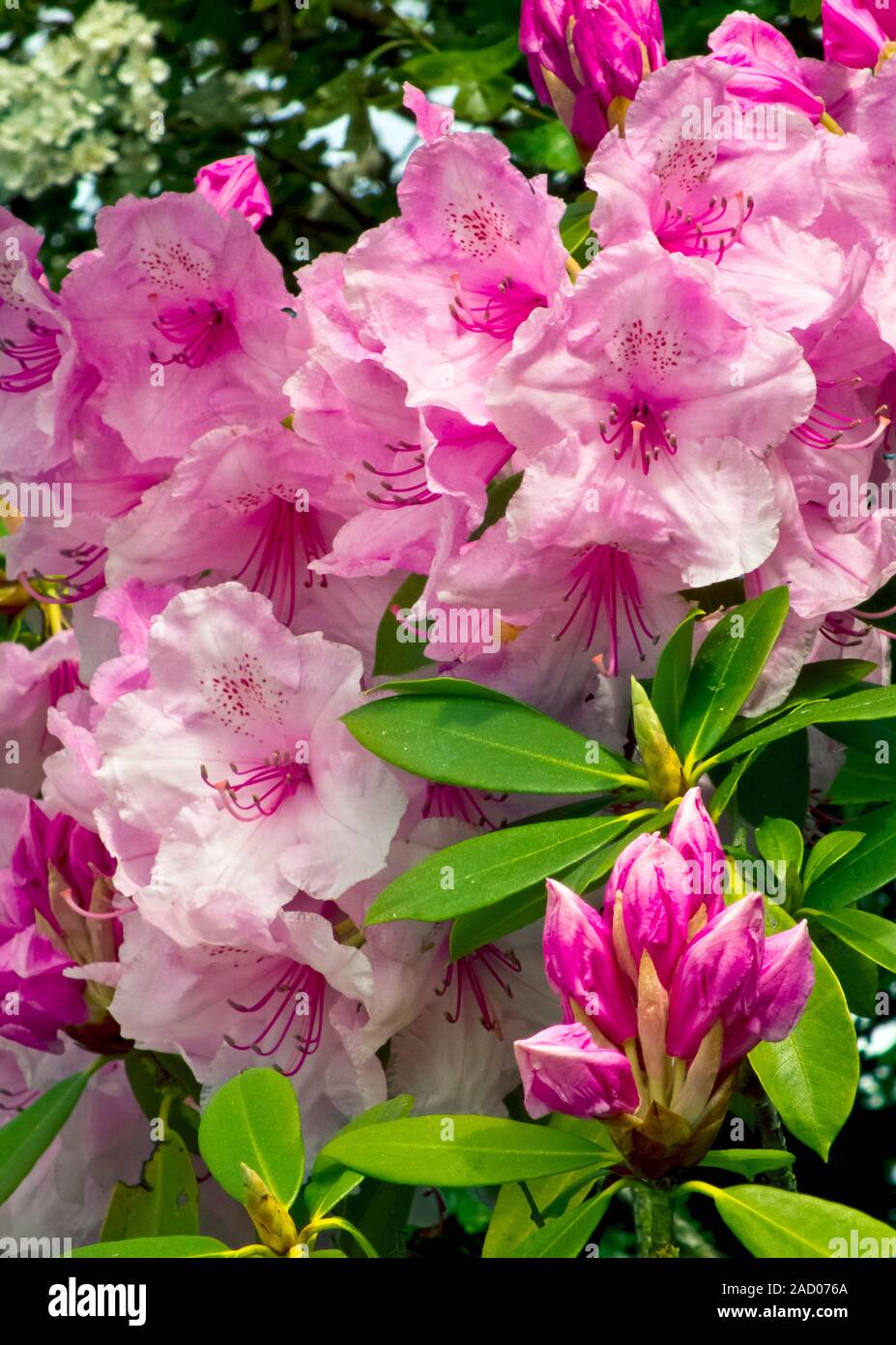 Rhododendron 'Pink Pearl' flowers Stock Photo - Alamy