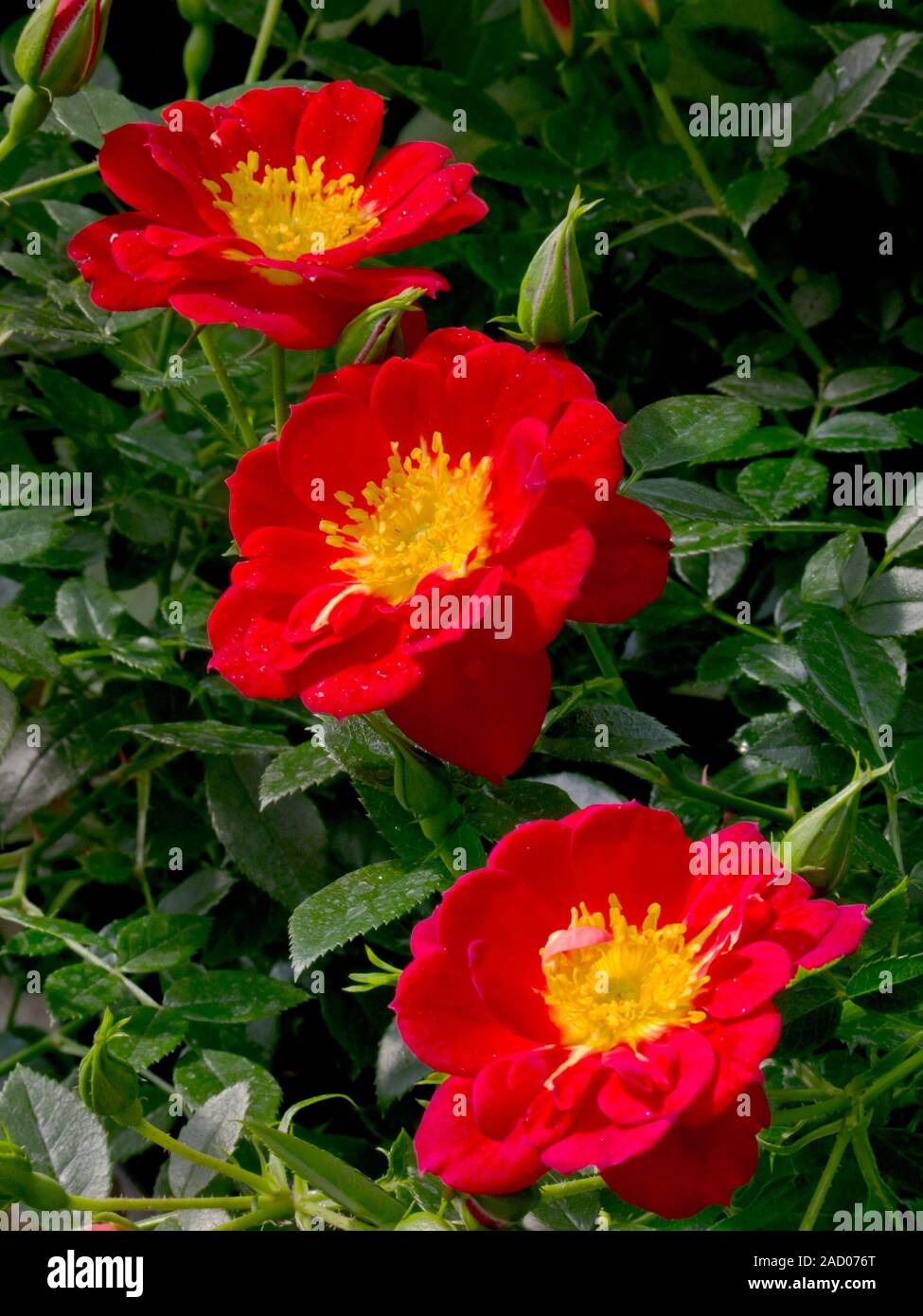 Rose (Rosa 'Star Appeal') flower Stock Photo - Alamy