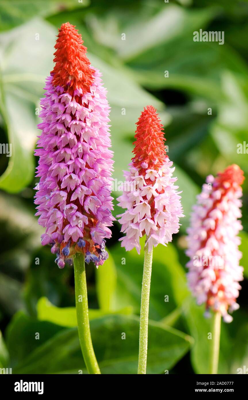 Orchid primrose (Primula vialii) flower spikes Stock Photo - Alamy