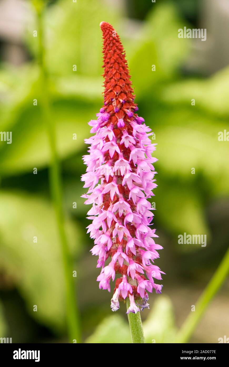 Orchid primrose (Primula vialii) flower spike Stock Photo - Alamy