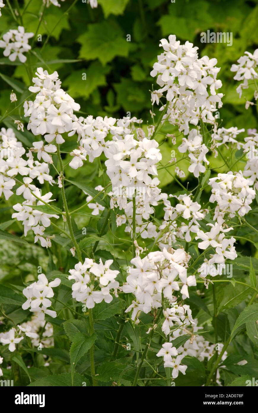 Sweet rocket (Hesperis matronalis alba) flowers Stock Photo - Alamy