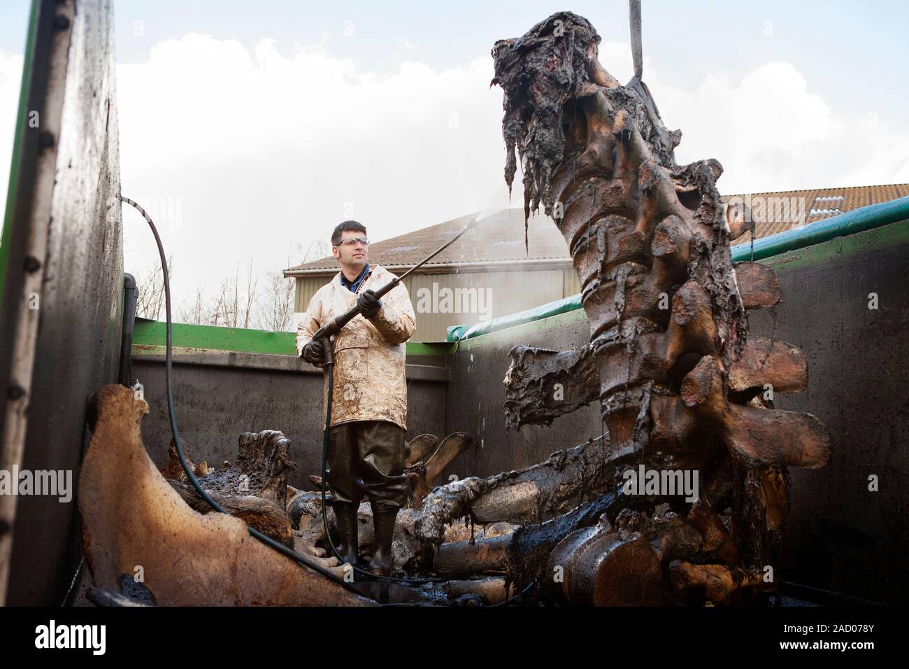Sperm whale skeleton preparation. Museum conservator, Abdi Hedayat ...