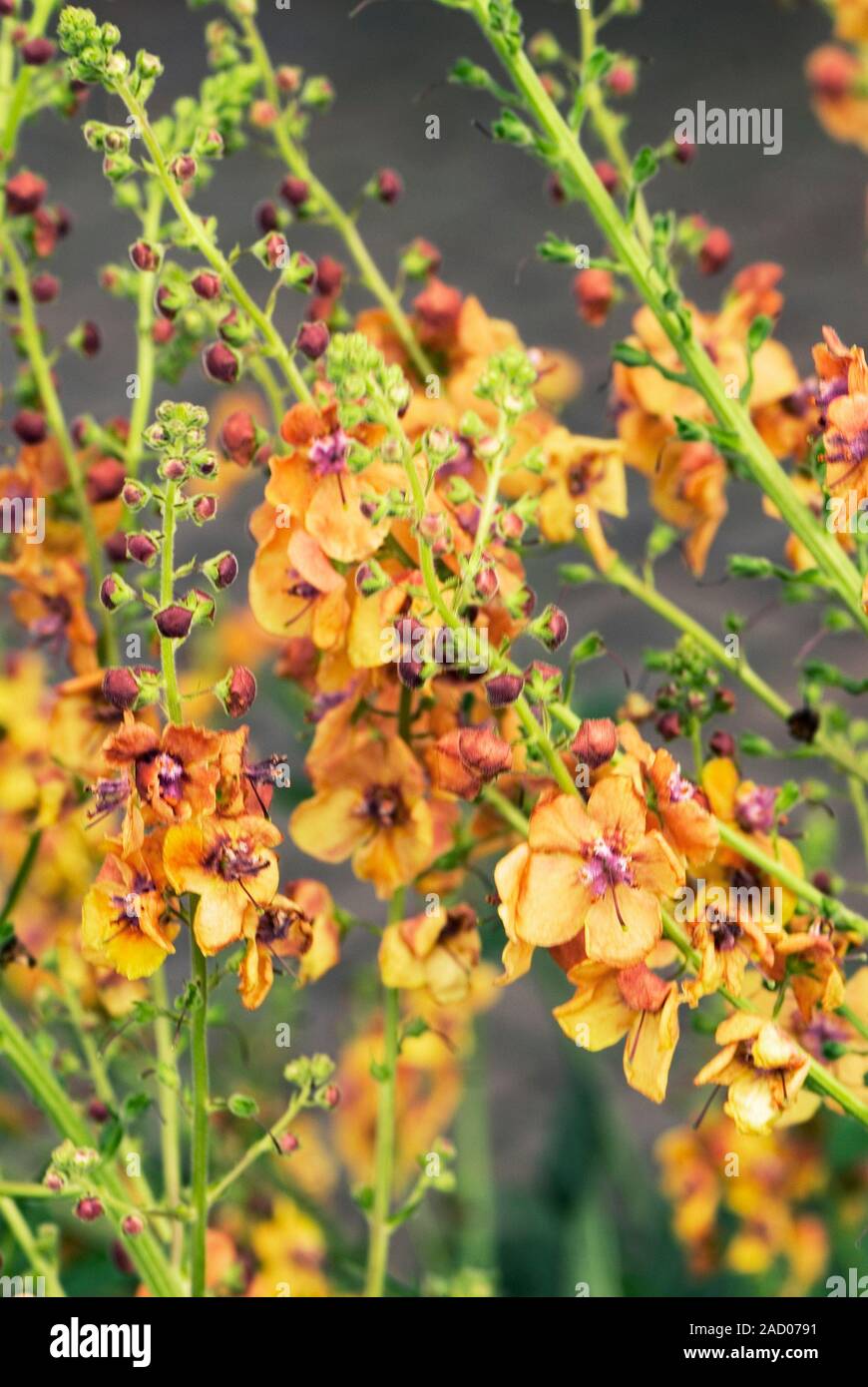 Verbascum 'Clementine' flowers Stock Photo - Alamy