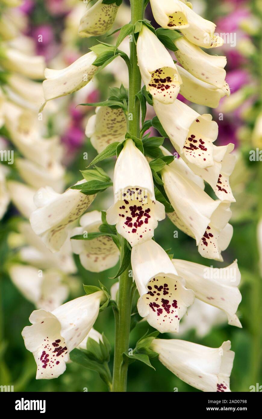 Foxglove (Digitalis purpurea 'Dalmatian Cream') flowers Stock Photo - Alamy