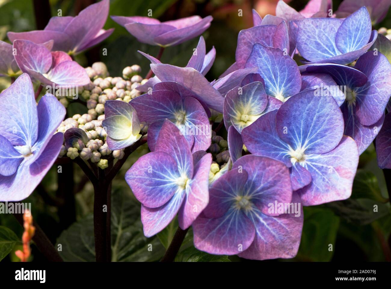 Hydrangea macrophylla 'Zorro'. This is the blue form, which is produced ...