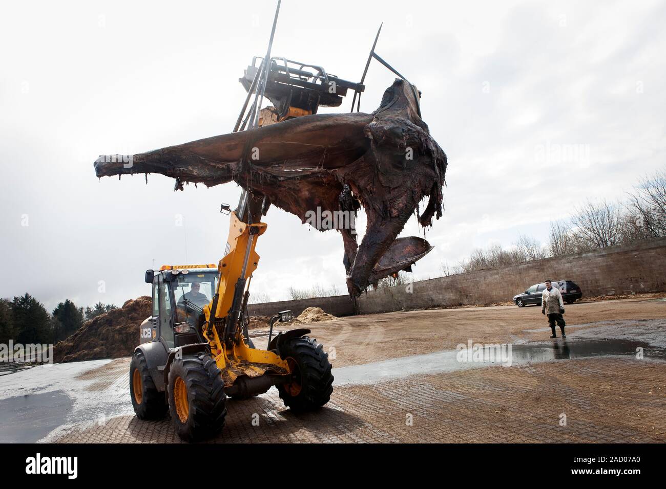Sperm whale skeleton preparation. Forklift truck transporting a sperm ...