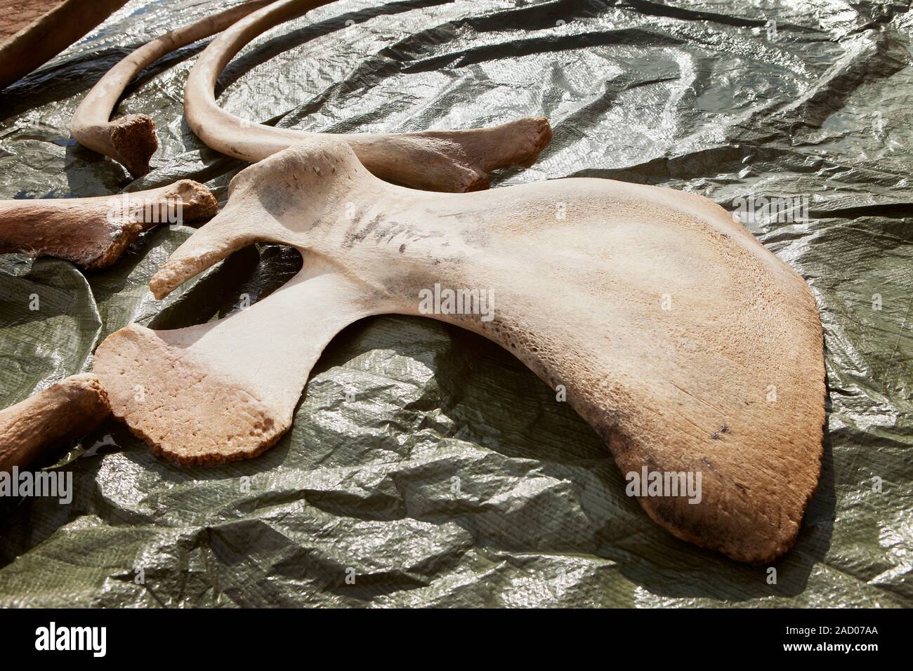 Sperm whale skeleton preparation. Shoulder blade bones from a sperm ...