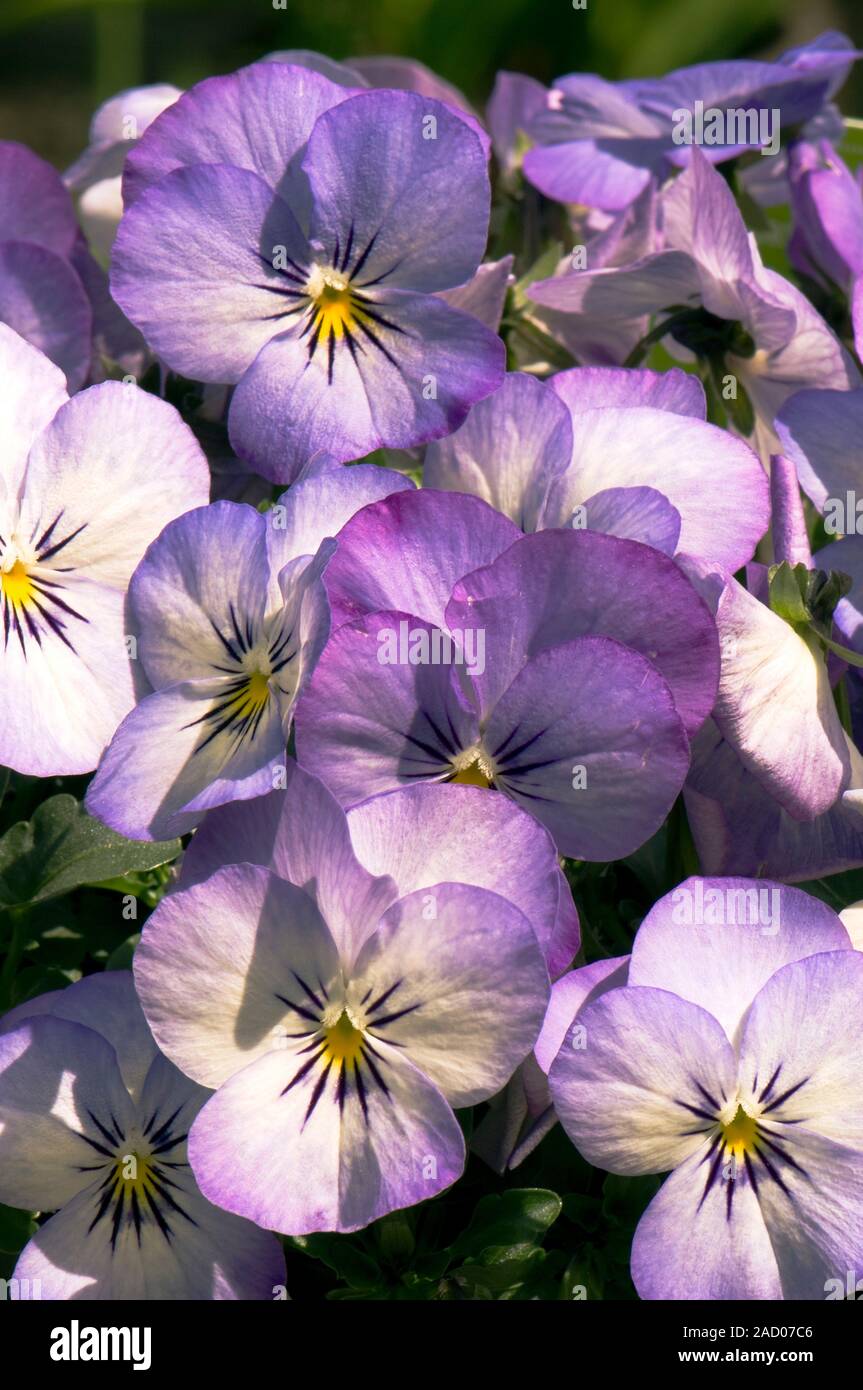 Pansy (Viola cornuta Penny Purple Picotee) flowers Stock Photo - Alamy