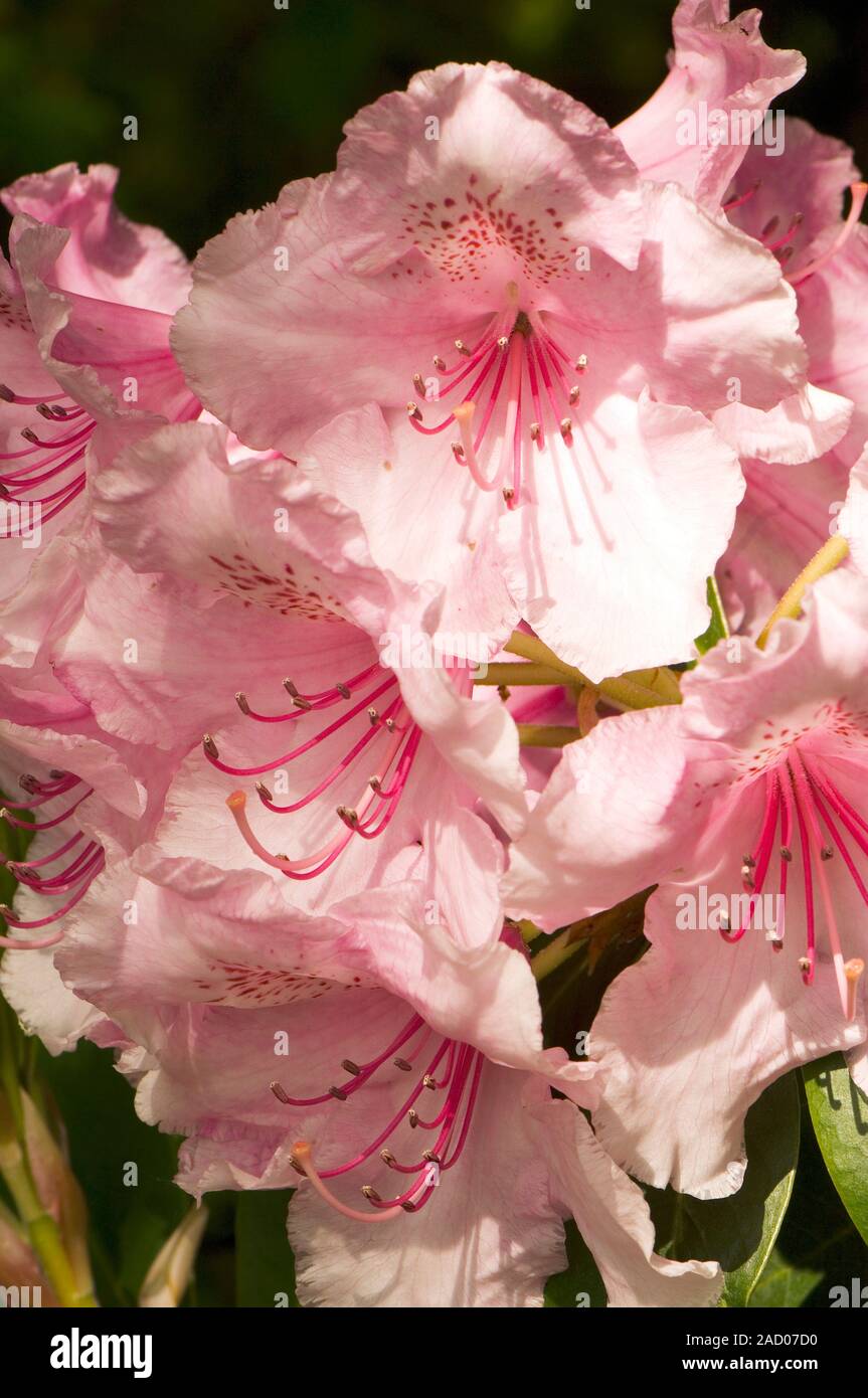 Rhododendron 'Pink Pearl' flowers Stock Photo - Alamy