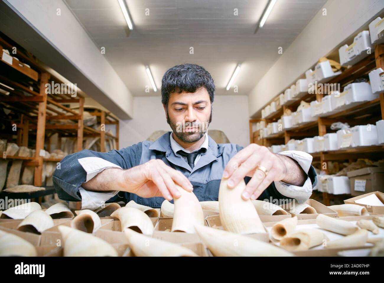 Sperm whale (Physeter macrocephalus) skeleton preparation. Conservator ...