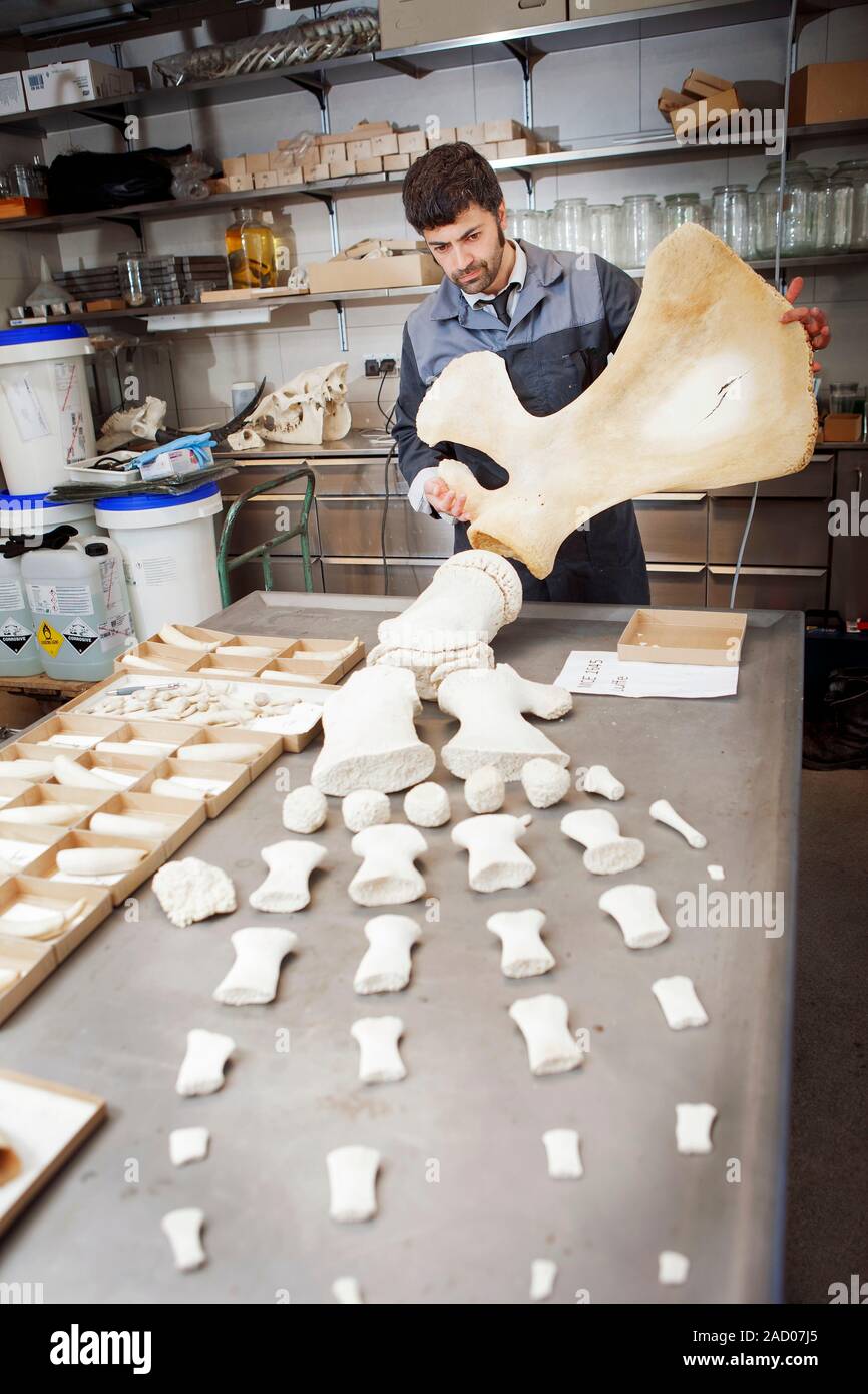 Sperm whale (Physeter macrocephalus) skeleton preparation. Conservator ...