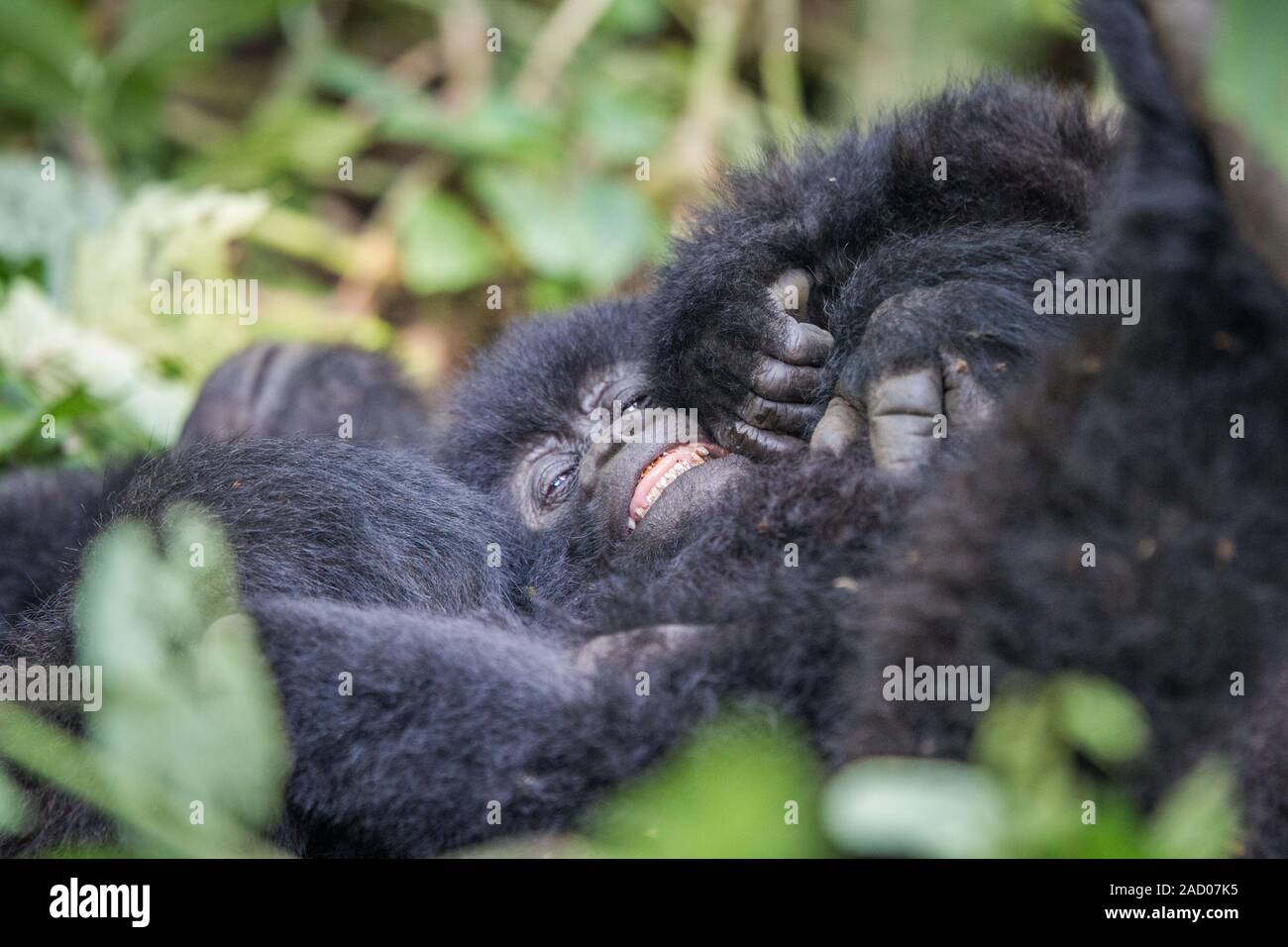 Silverback baby gorillas africa hi-res stock photography and images - Alamy