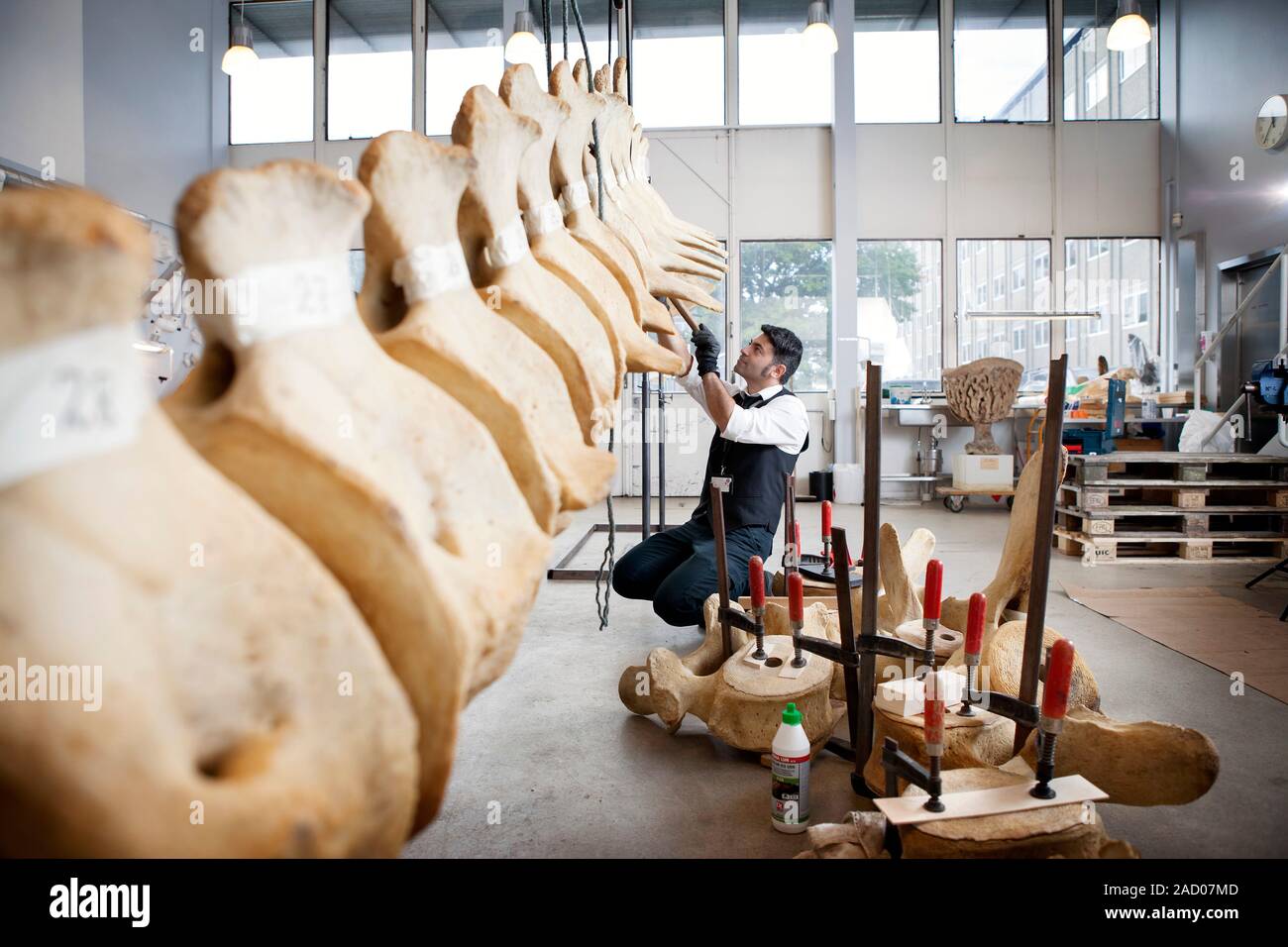 Sperm whale (Physeter macrocephalus) skeleton assembly. Conservator ...