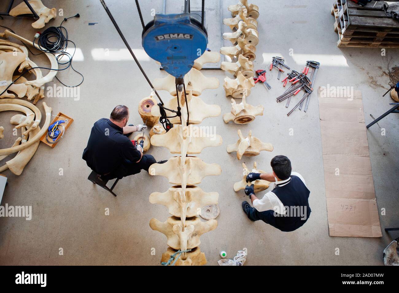 Sperm whale (Physeter macrocephalus) skeleton assembly. Conservators ...