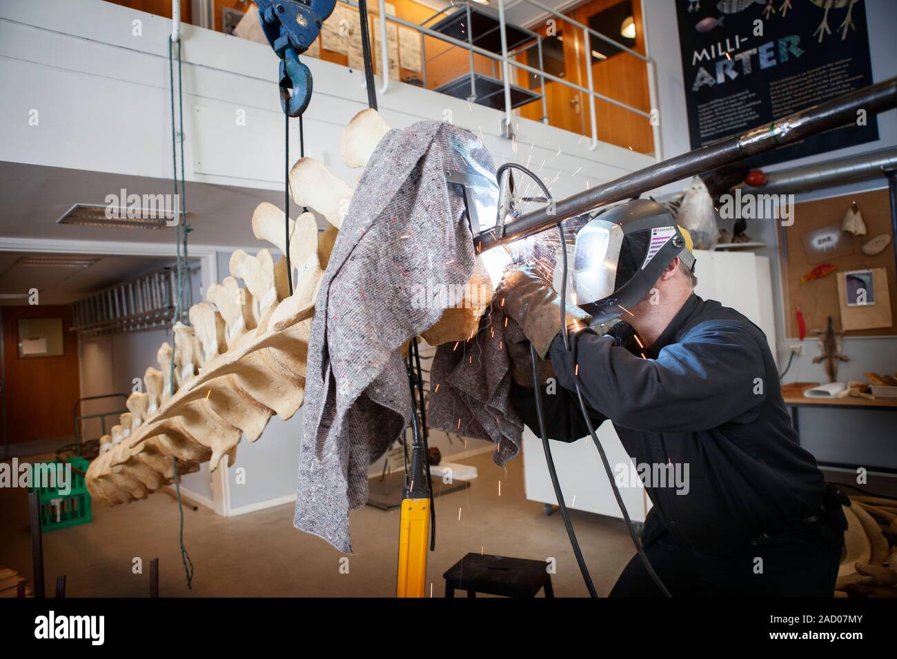 Sperm whale (Physeter macrocephalus) skeleton assembly. Welder creating ...
