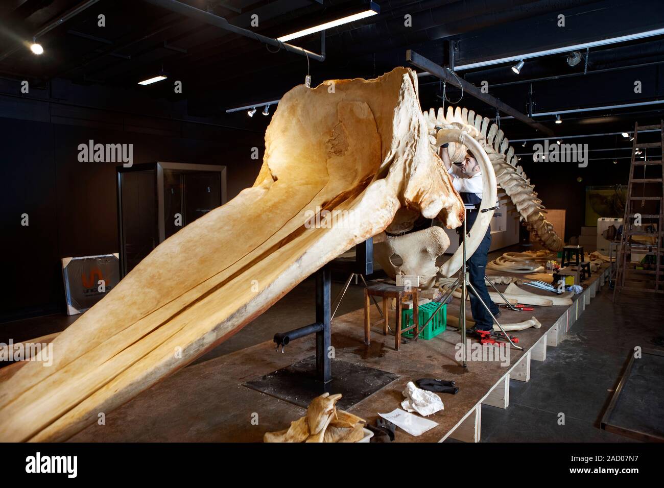Sperm whale (Physeter macrocephalus) skeleton assembly. Conservator ...