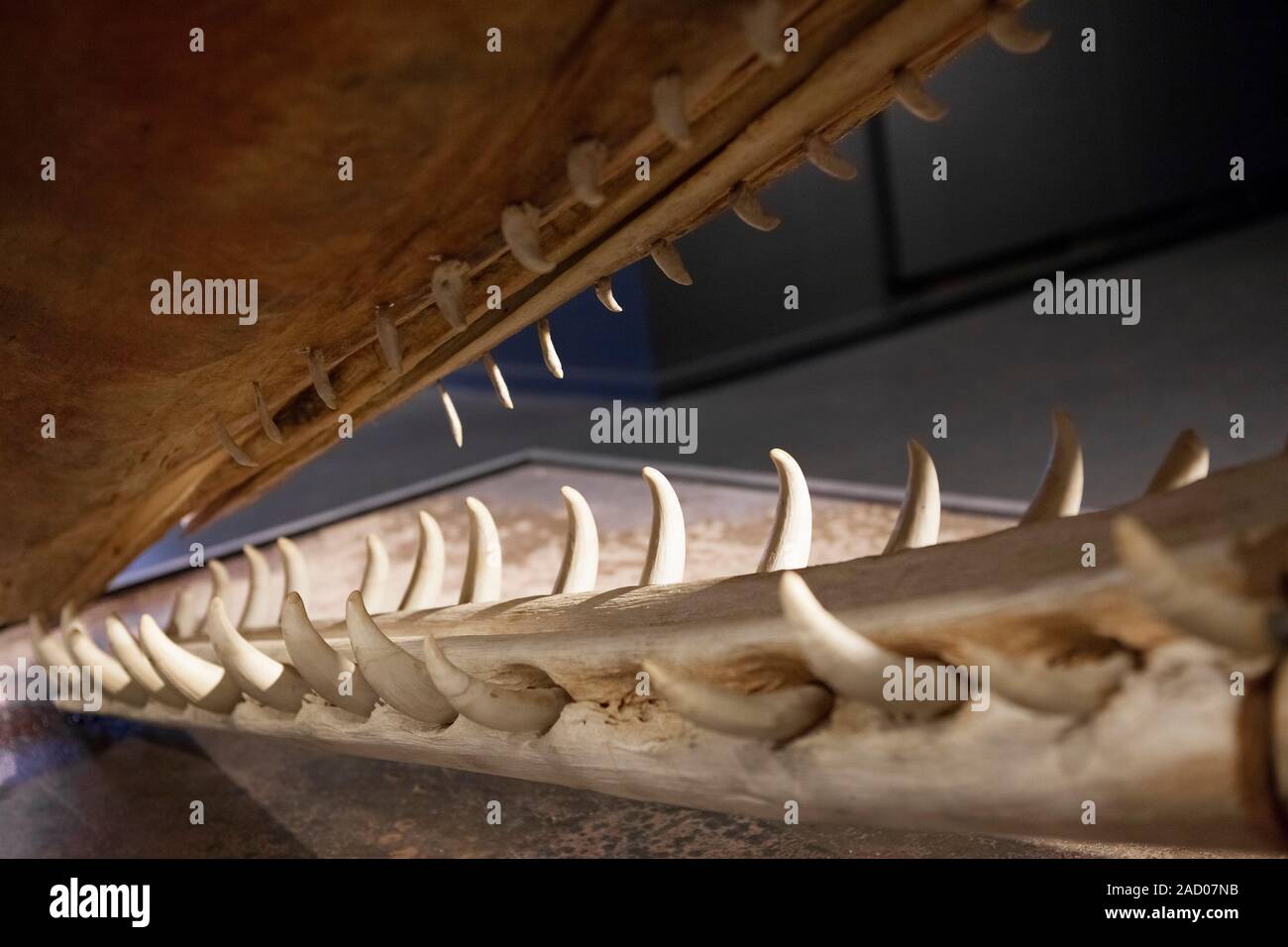 Sperm whale (Physeter macrocephalus) jaw. This sperm whale skeleton is ...