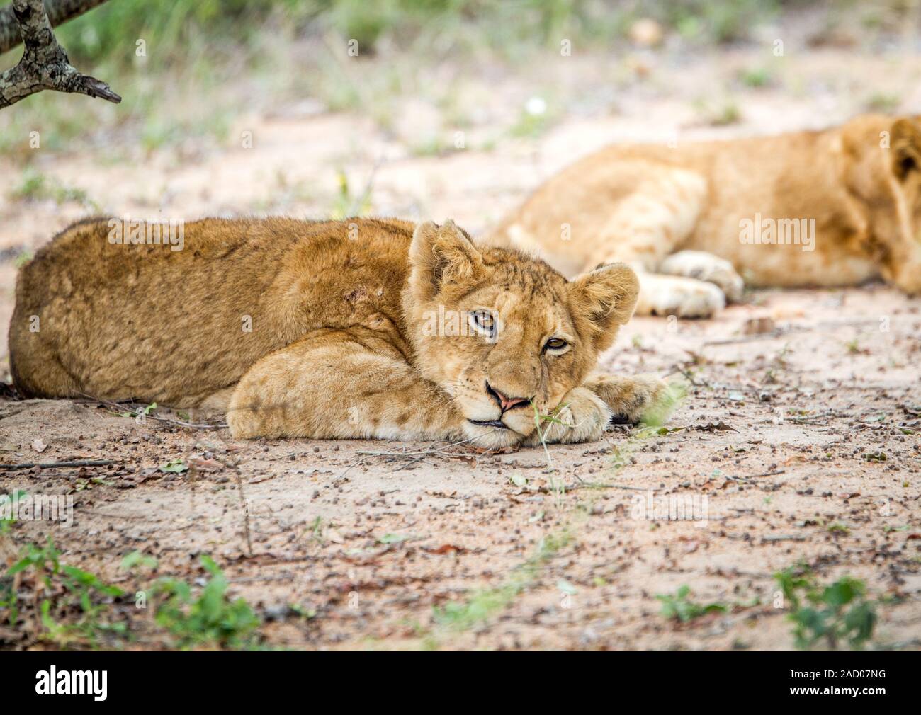 Lions cub laying in hi-res stock photography and images - Alamy