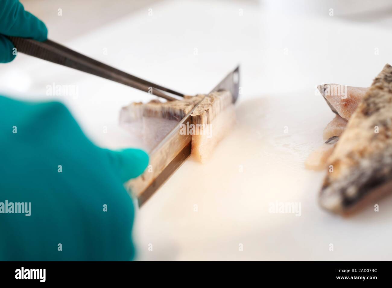 Sperm whale tissue analysis. Skin tissue retrieved from a dead sperm ...