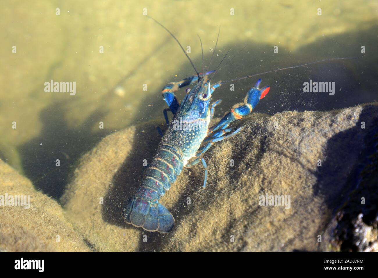 Australian Large Blue Crawdad