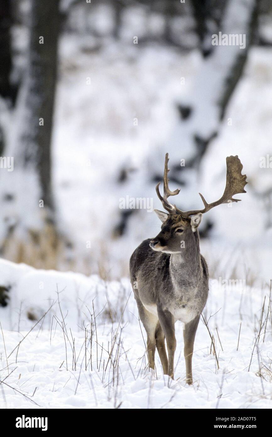 Black fallow deer hi-res stock photography and images - Alamy