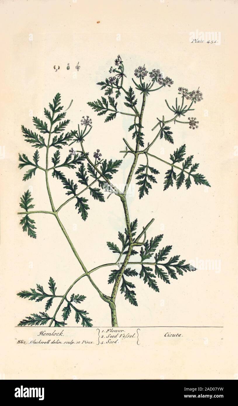 Water hemlock plant (Cicuta sp.), 18th-century illustration. This plant ...