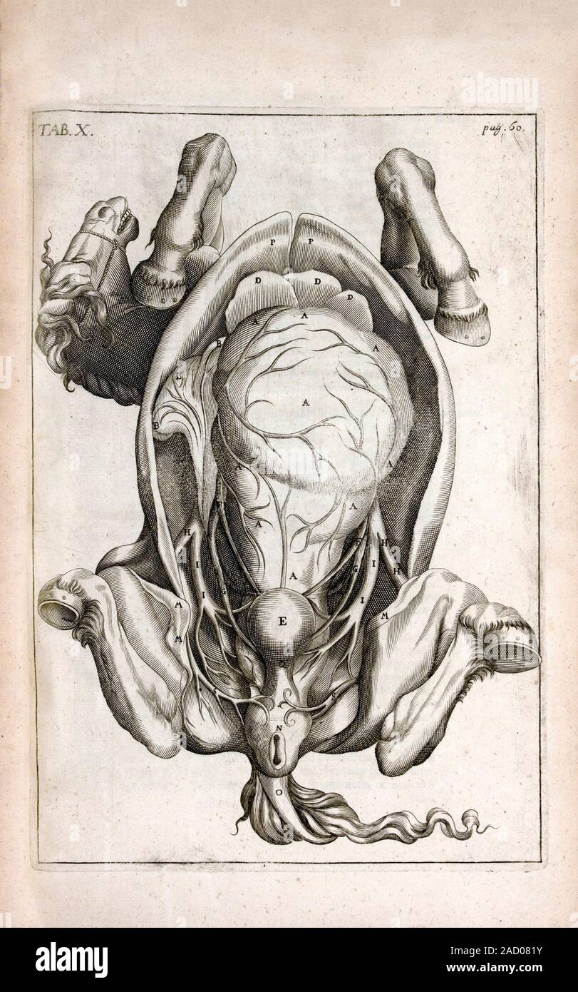 Pregnant horse anatomy. 17th-century illustration of a dissected ...