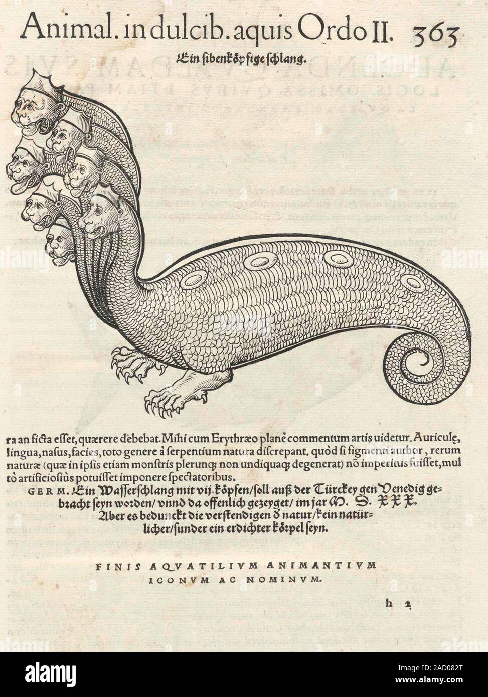 Hydra from Historiae Animalium (1558). 16th-century illustration of the ...