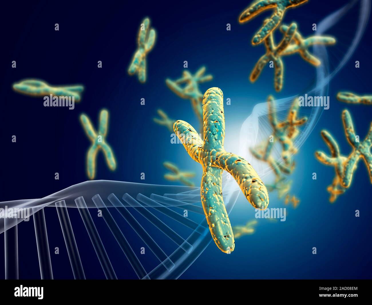 Conceptual illustration of DNA (deoxyribonucleic acid) and chromosomes (yellow) located inside ...