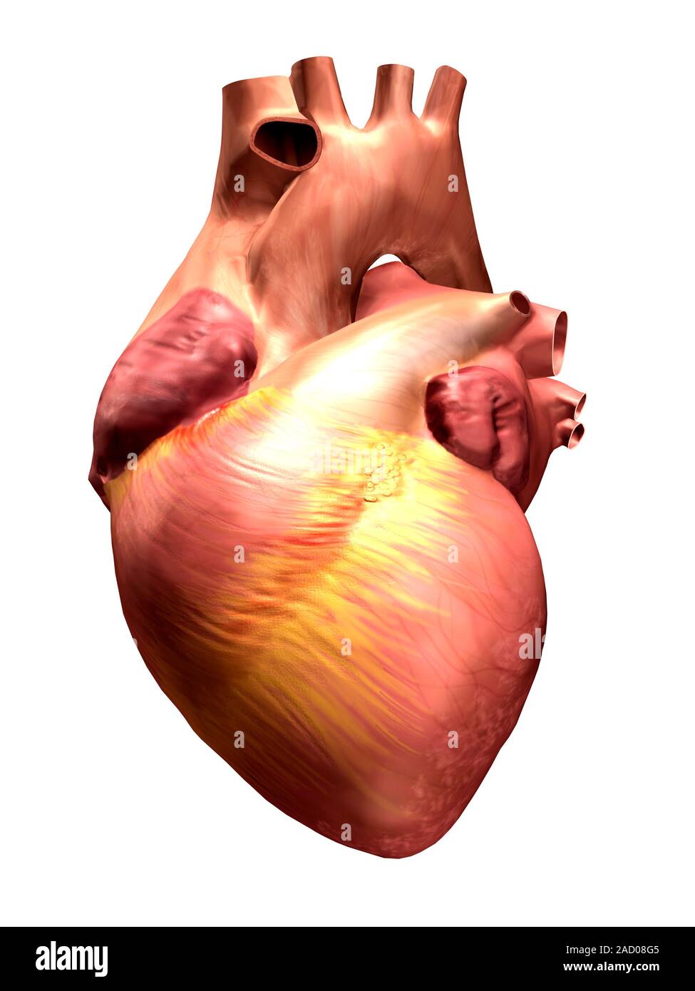 Normal human heart, illustration Stock Photo - Alamy