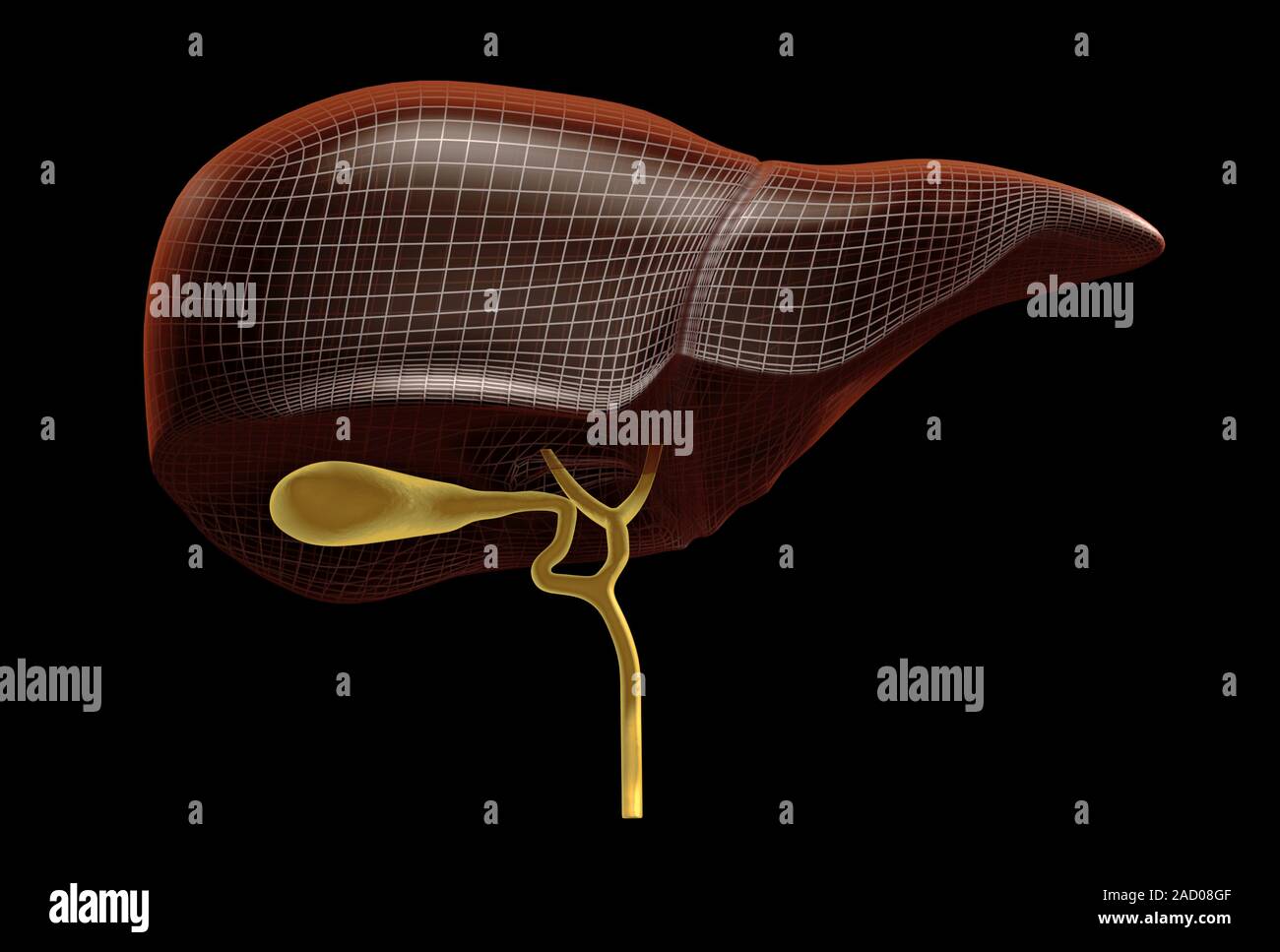The human liver (brown) and gallbladder (yellow), illustration. The ...