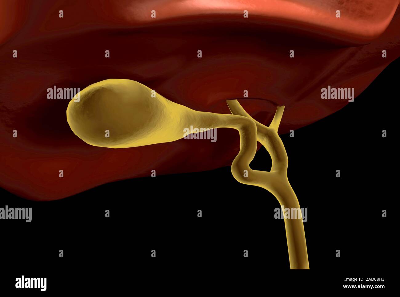 The human liver (brown) and gallbladder (yellow), illustration. The ...